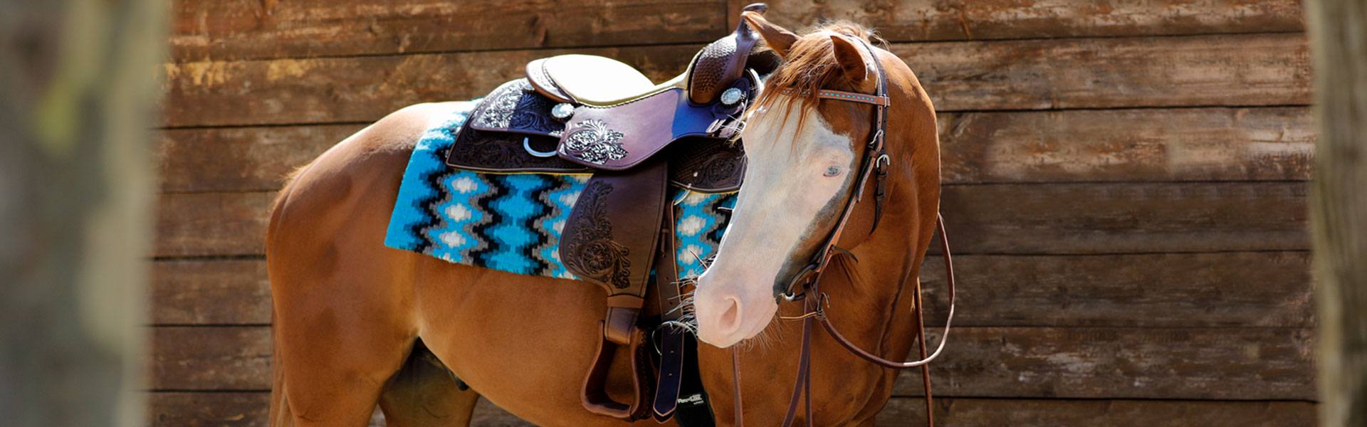 Cavallo & Monta Western. Amahorse Trading srl