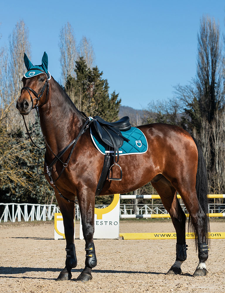 Cavallo & Monta Inglese. Amahorse Trading srl